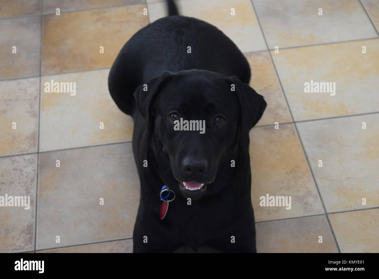 Happy Black Labrador Lying on tiles Stock Photo - Alamy