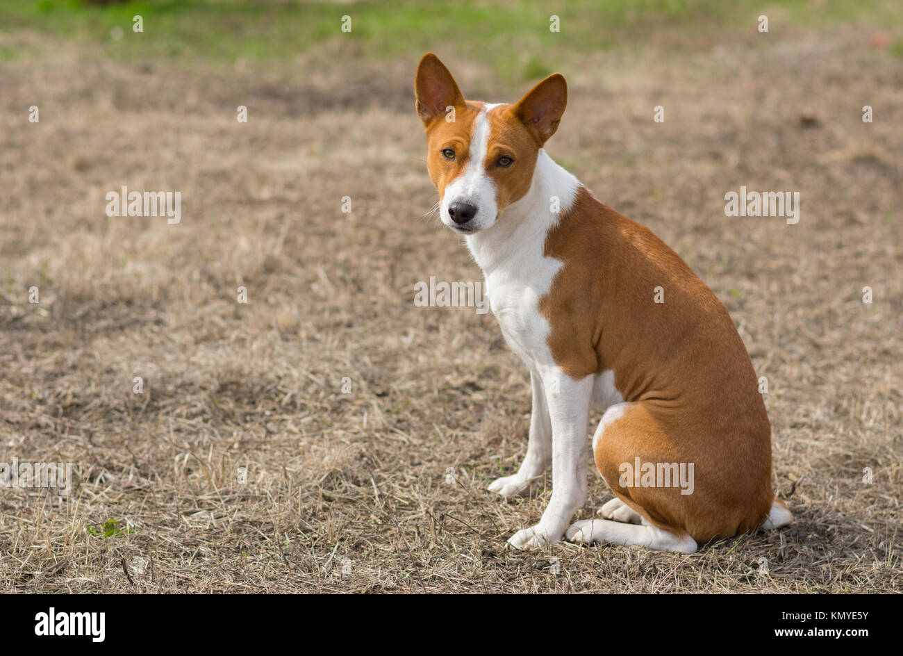 Mid sized dog side view hi-res stock photography and images - Alamy