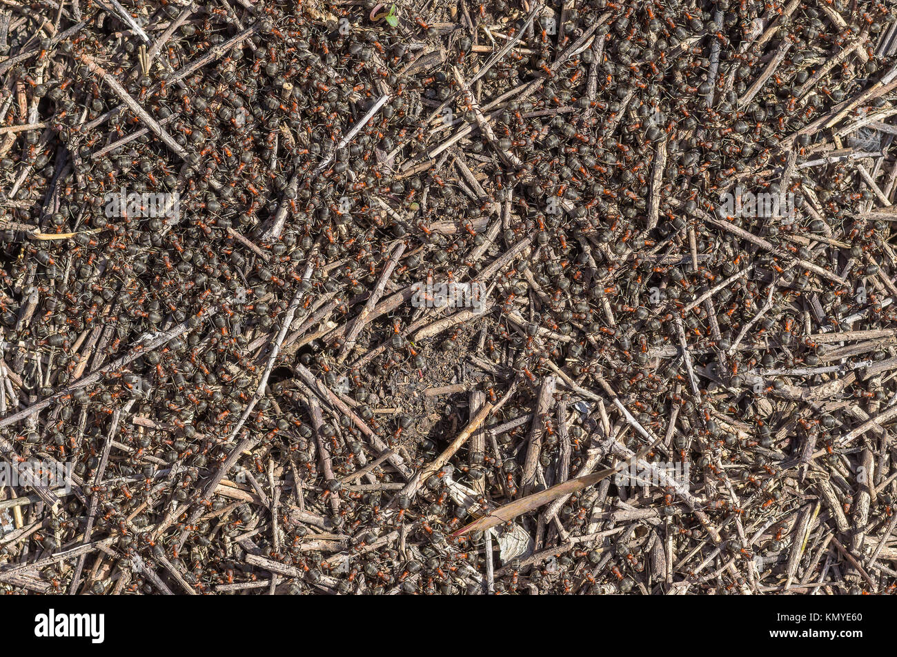Mass of ants gathering things on the early spring ground for to support ...