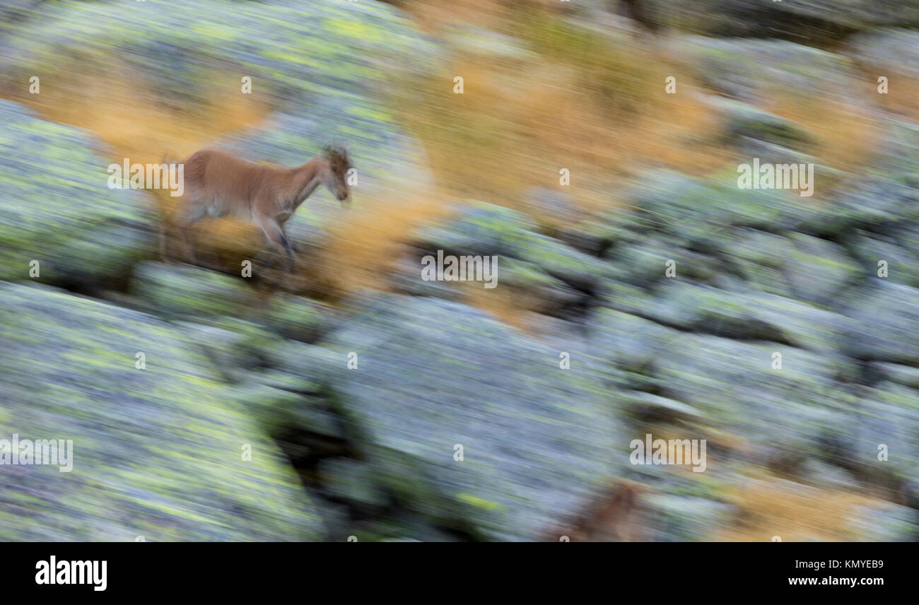 Iberian ibex, Spanish ibex, Spanish wild goat, or Iberian wild goat ...