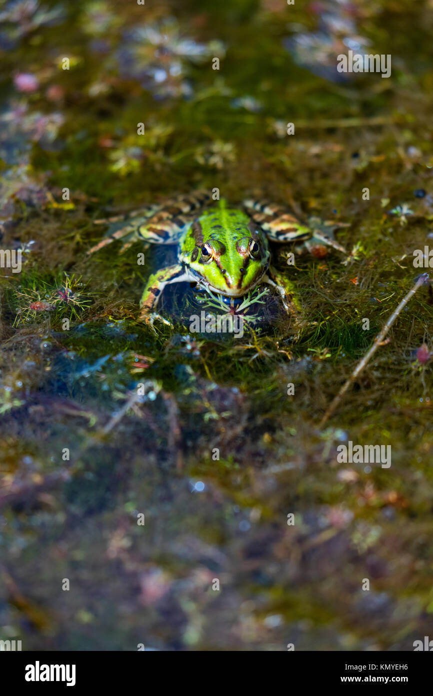 Perez's frog, also known as Iberian waterfrog, Iberian green frog, or ...