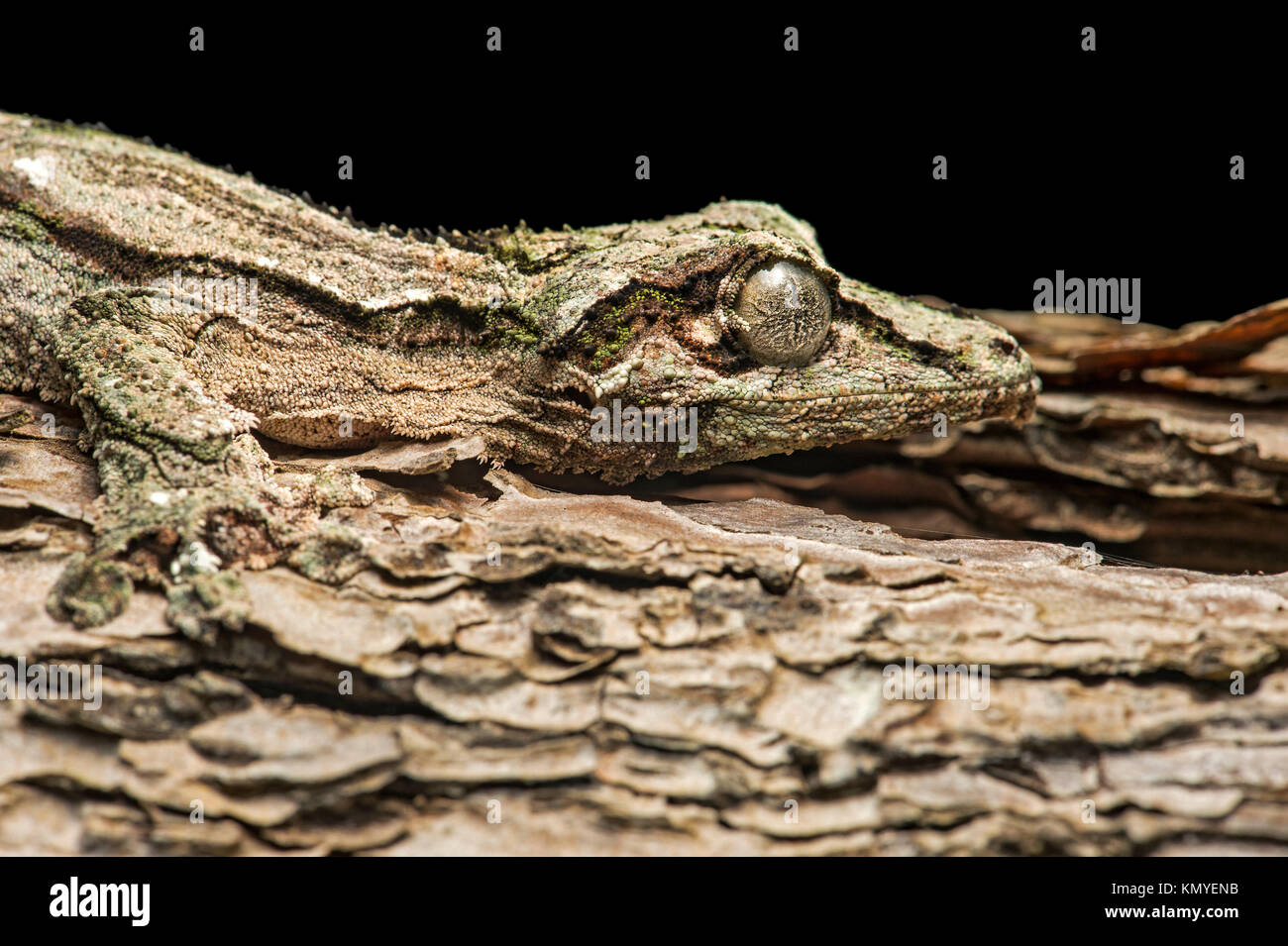Gecko Uroplatus sikorae, (Gekkonidae), in perfect camouflage with a ...
