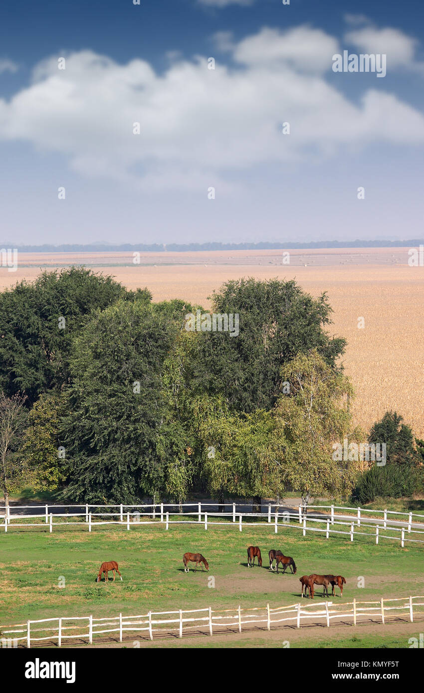 herd of horses on farm landscape Stock Photo - Alamy