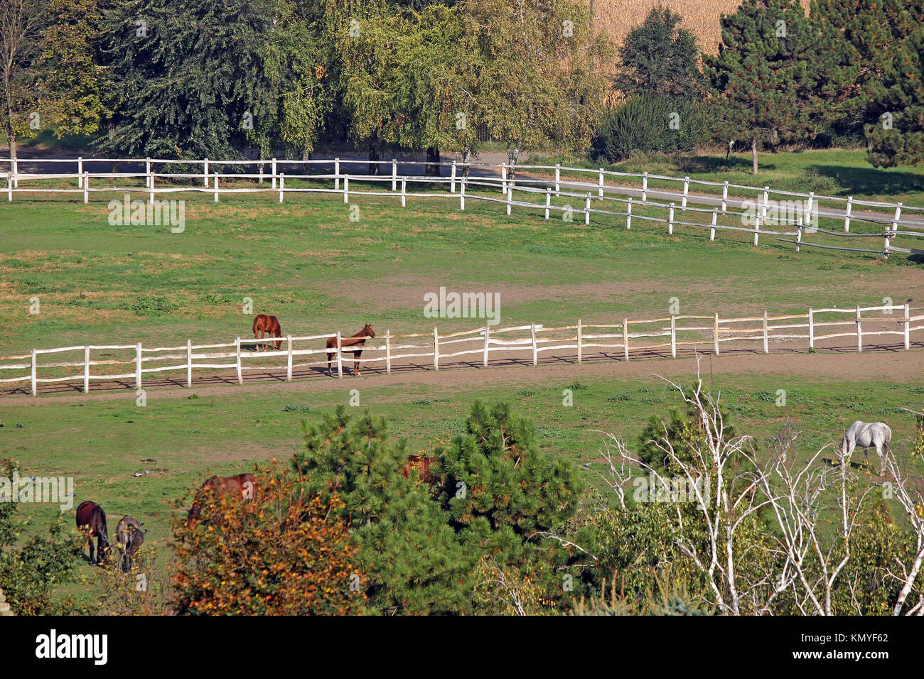 Country landscape horses hi-res stock photography and images - Alamy