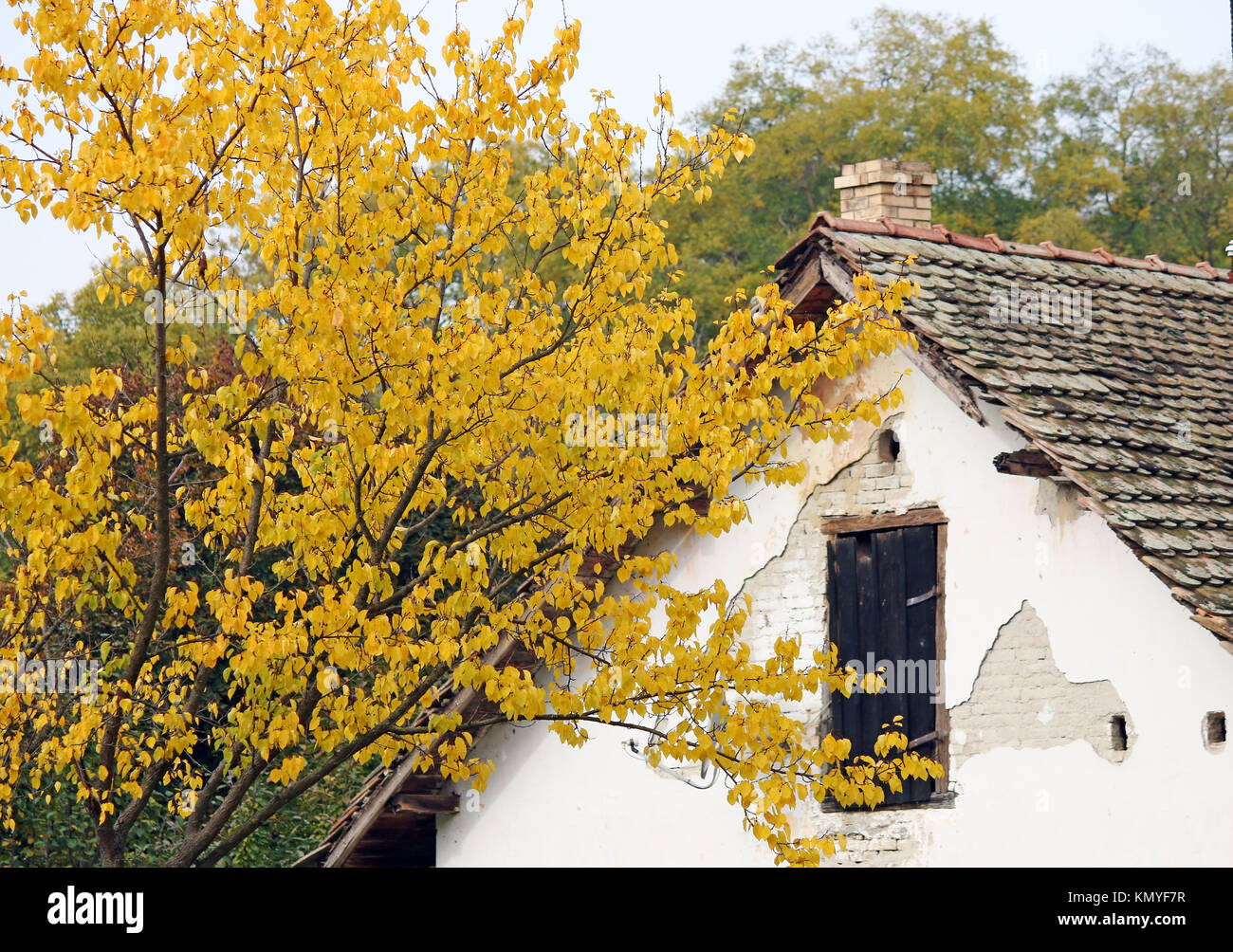 autumn tree and old house Stock Photo - Alamy