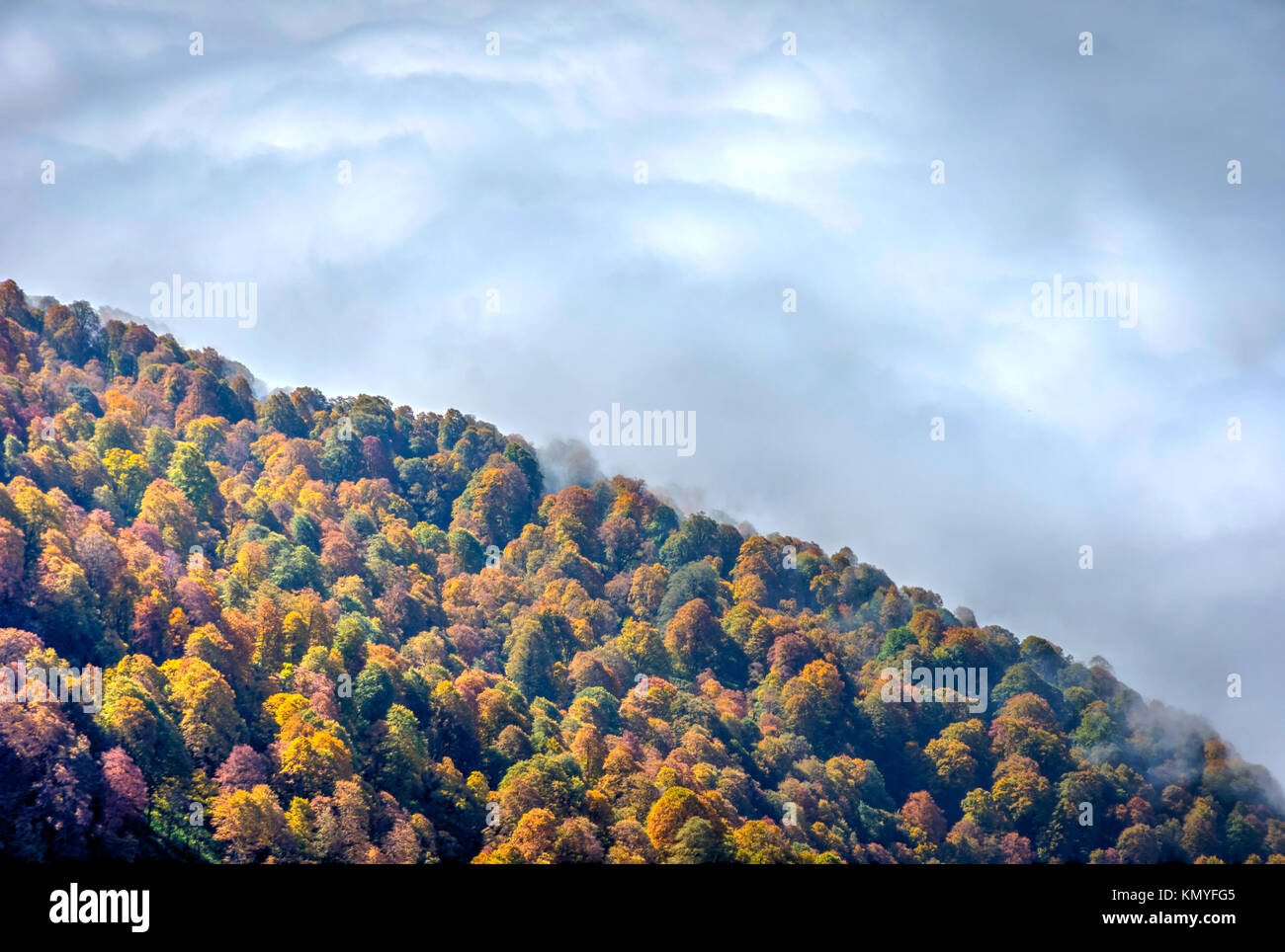 Sunlight thru foliage hi-res stock photography and images - Alamy