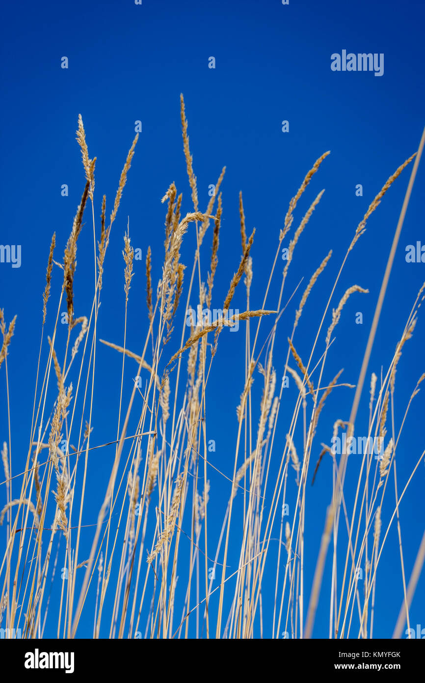 Dry blades of grass over blue sky Stock Photo - Alamy