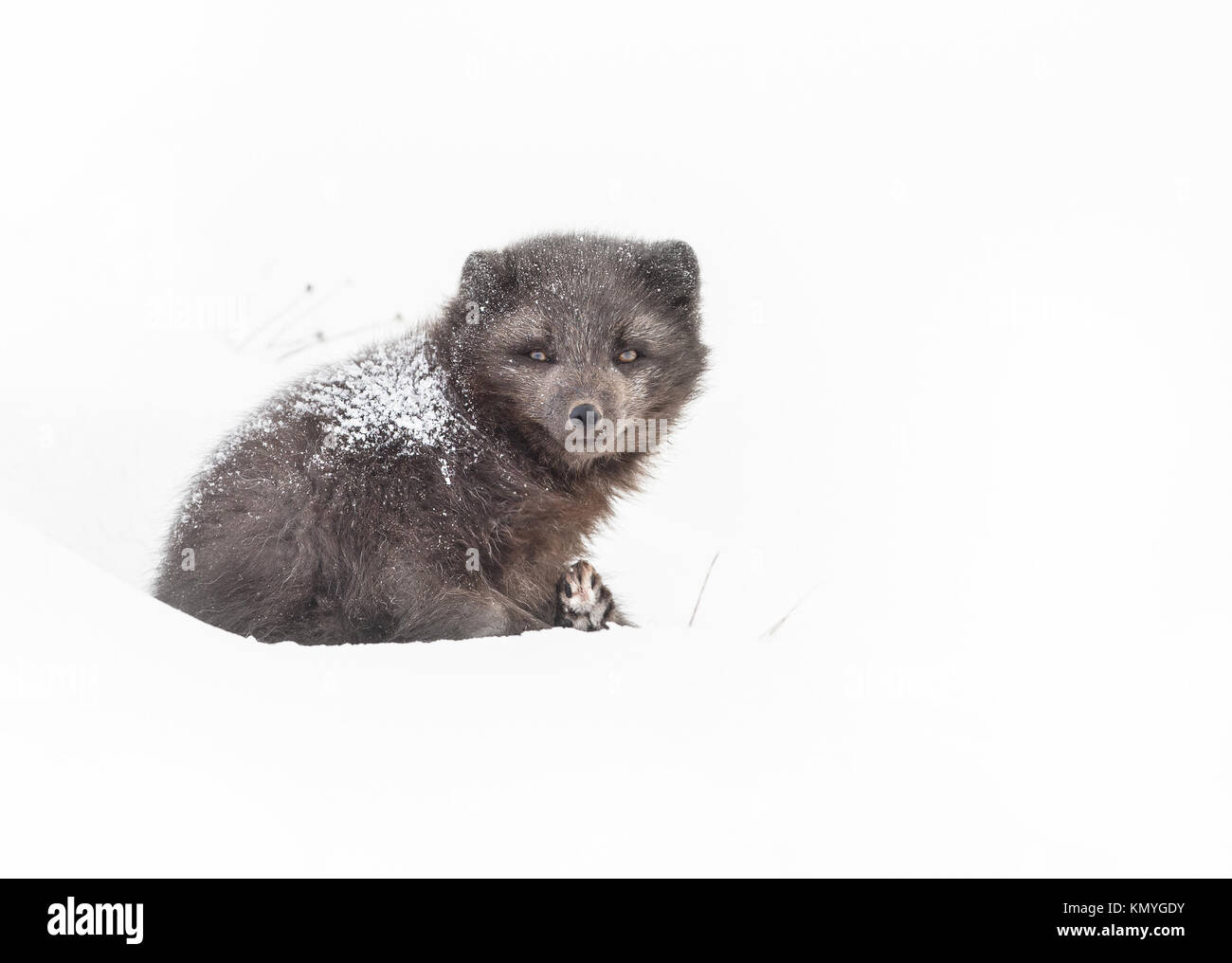 Adult laying on snow Cut Out Stock Images & Pictures - Alamy