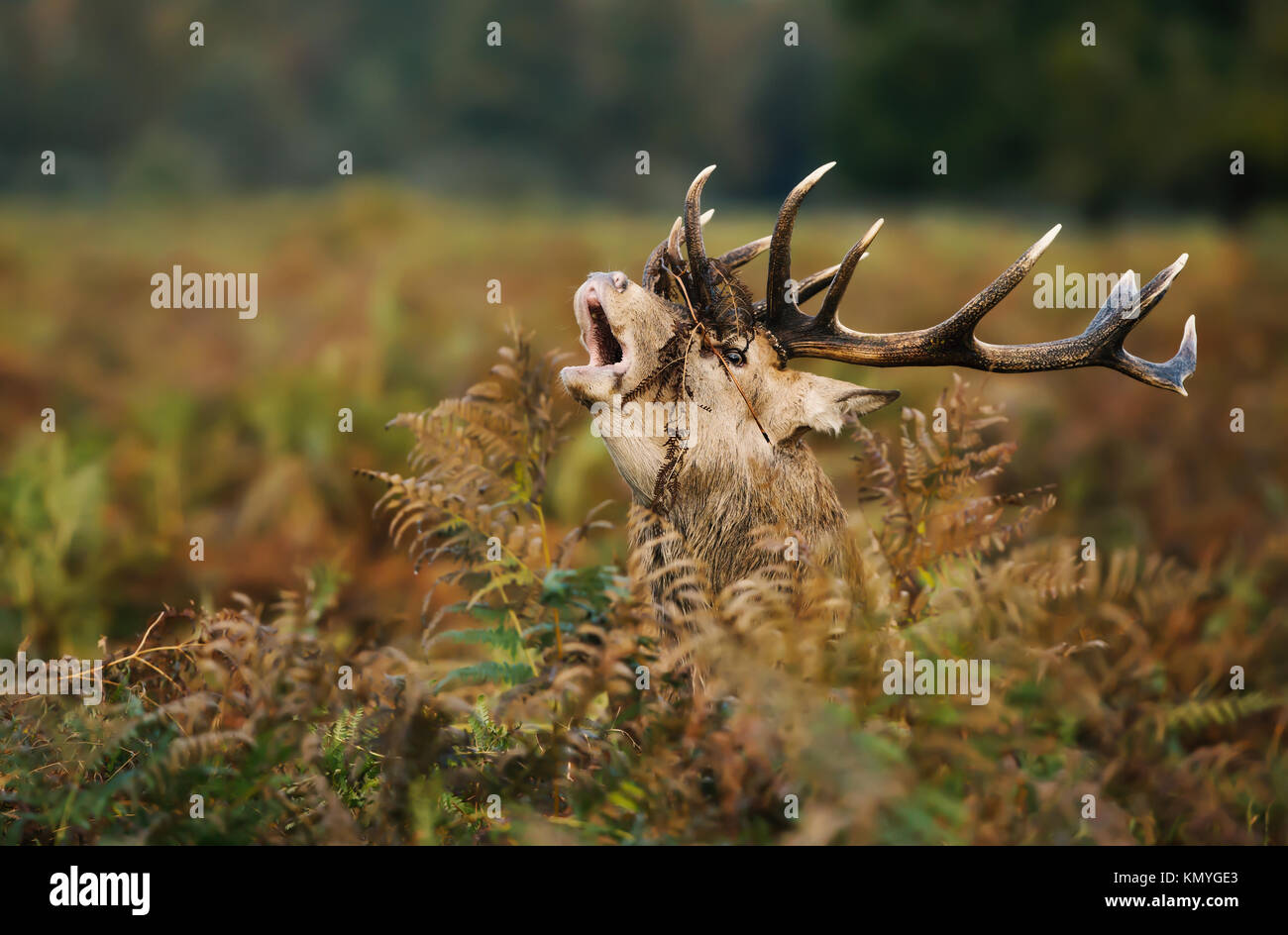Red deer stag bellowing during the rut in autumn, UK Stock Photo - Alamy