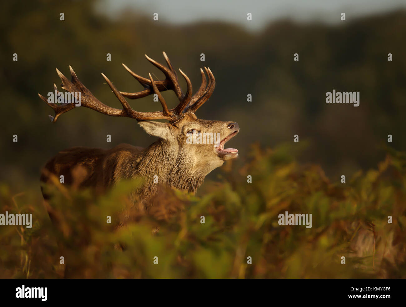 Red deer stag bellowing during the rut in autumn, UK Stock Photo - Alamy