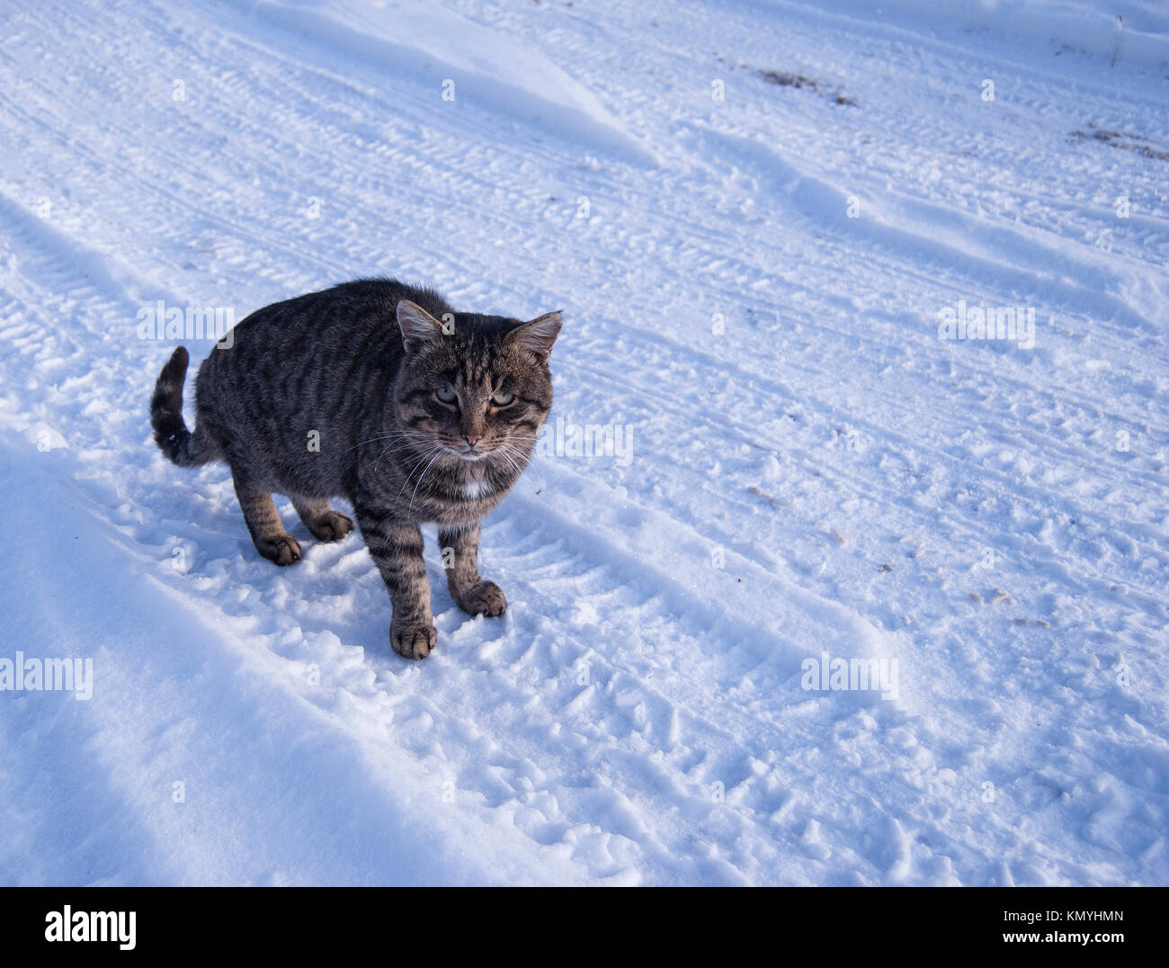 Stern look hi-res stock photography and images - Alamy