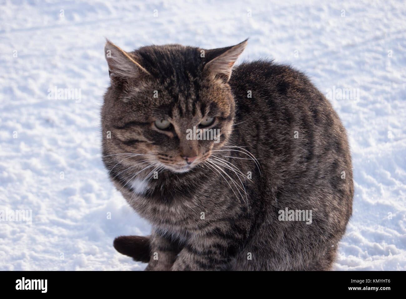 Tabby cat close-up. Sits in the snow Stock Photo - Alamy