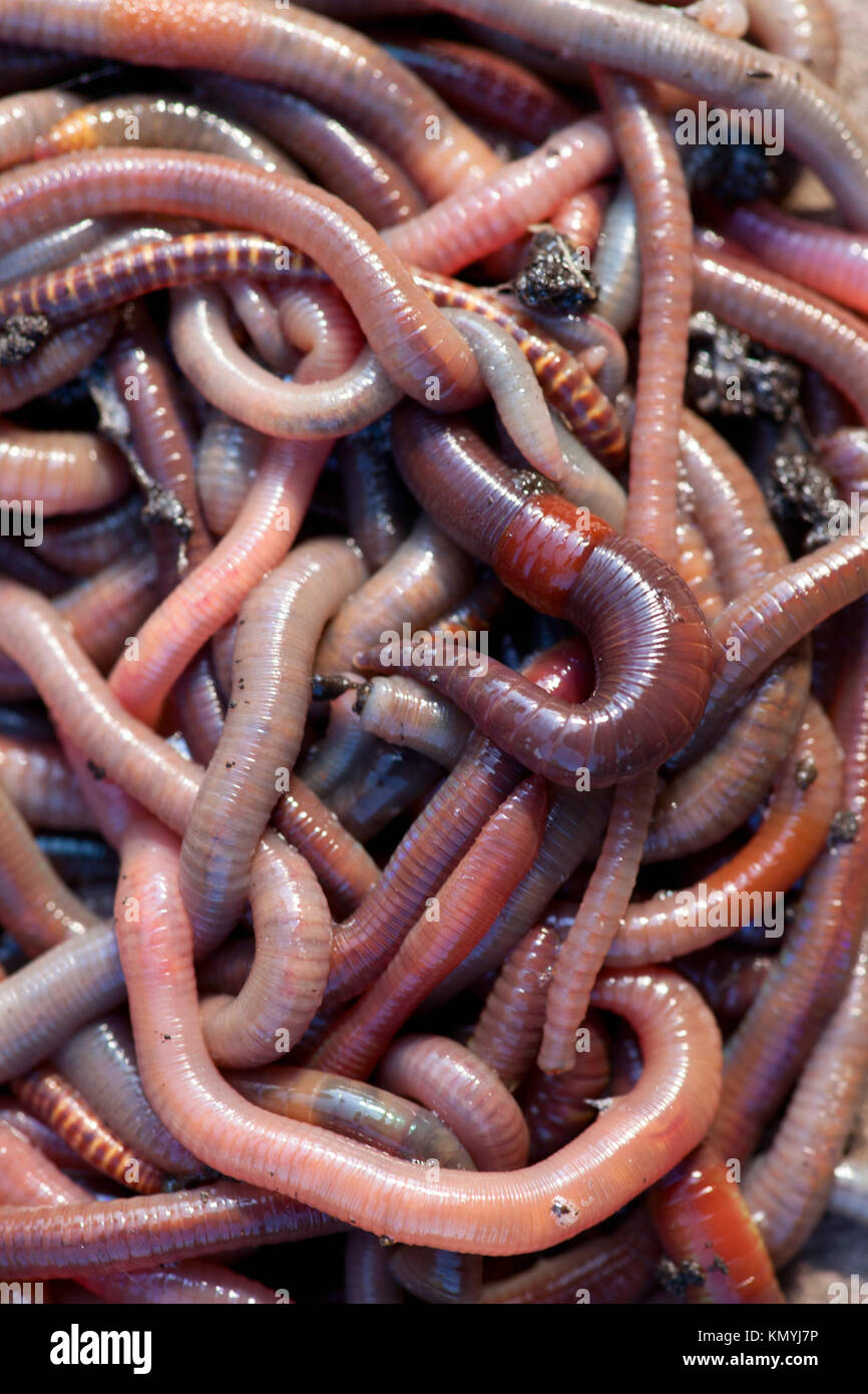 Fishing nozzle hi-res stock photography and images - Alamy