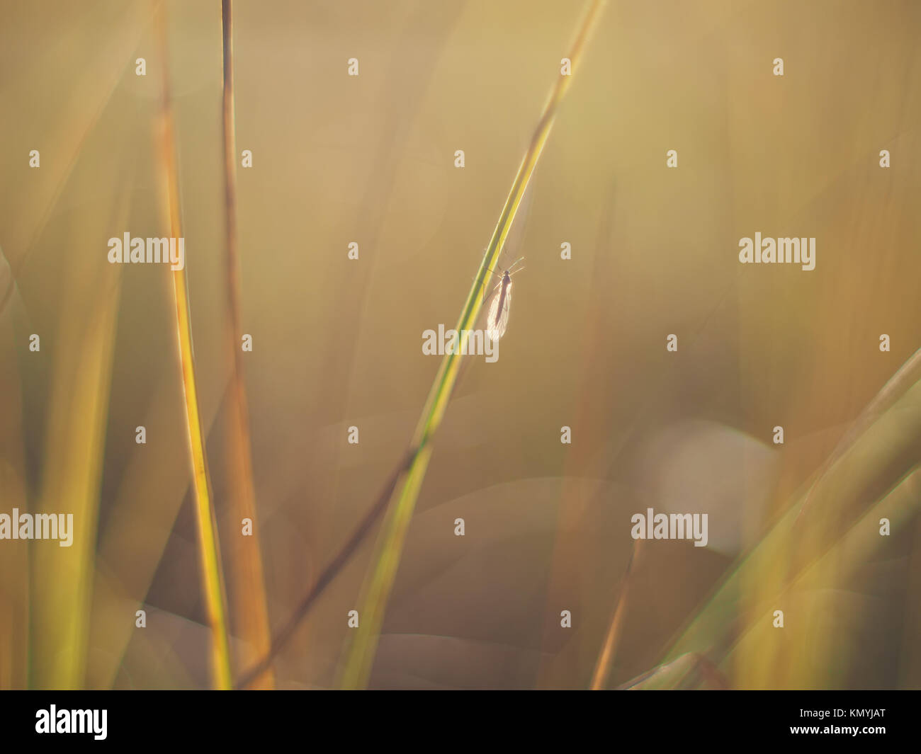 an insect on a blade of grass in the forest Stock Photo - Alamy