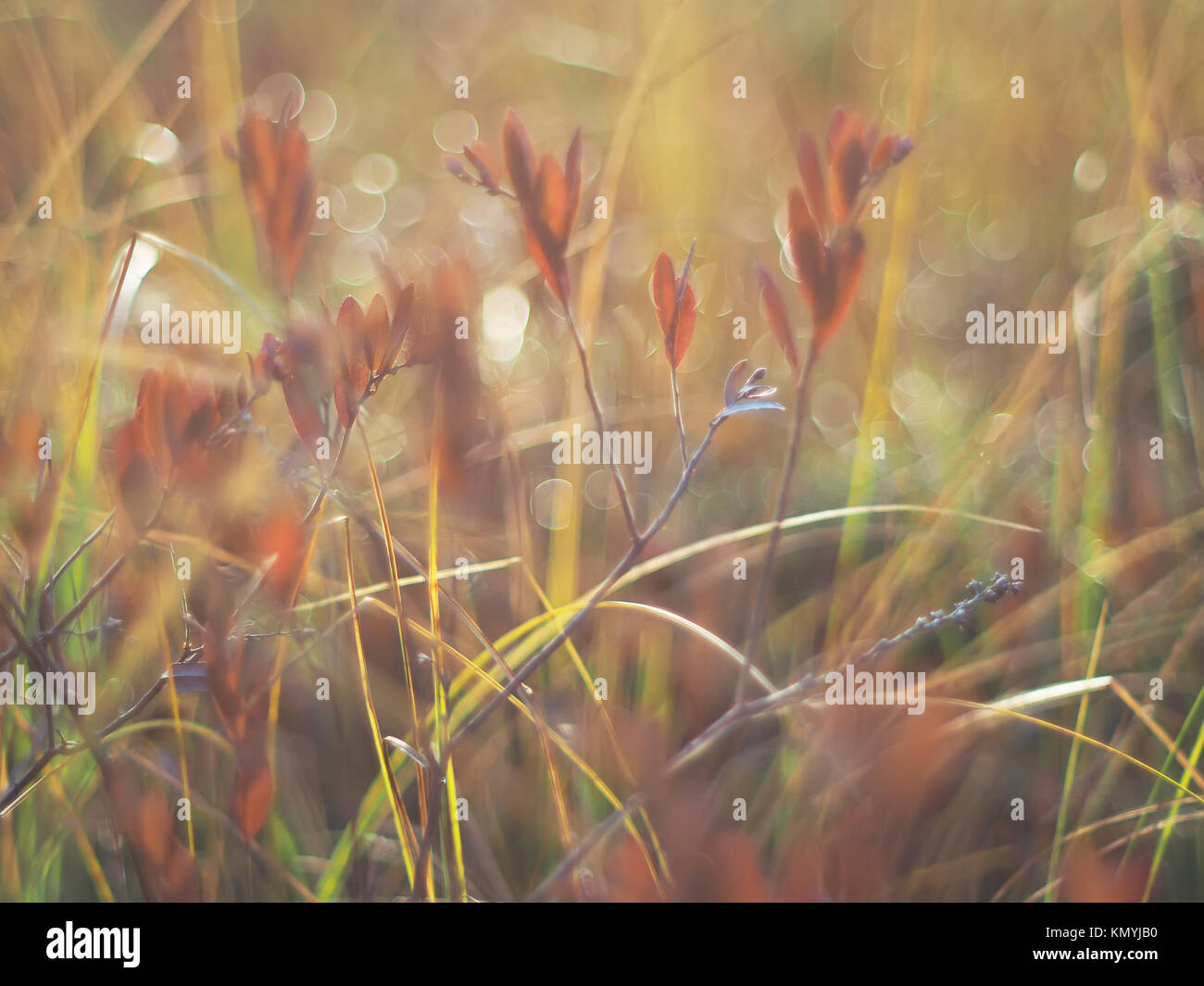 Rice marsh lake park hi-res stock photography and images - Alamy