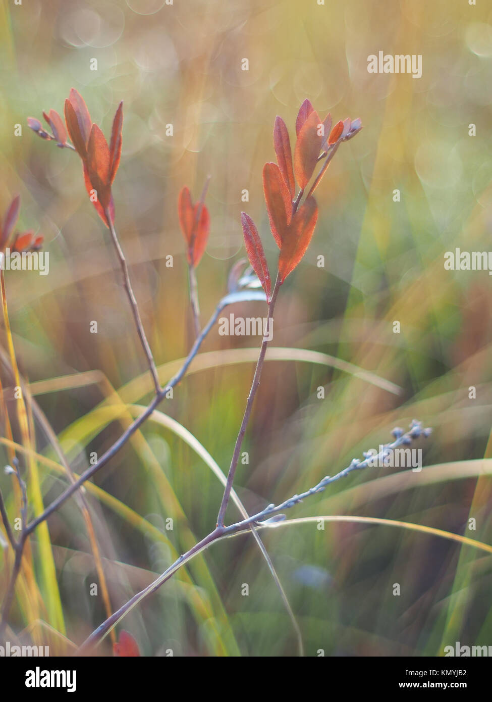 plants on a swamp in the forest Stock Photo - Alamy