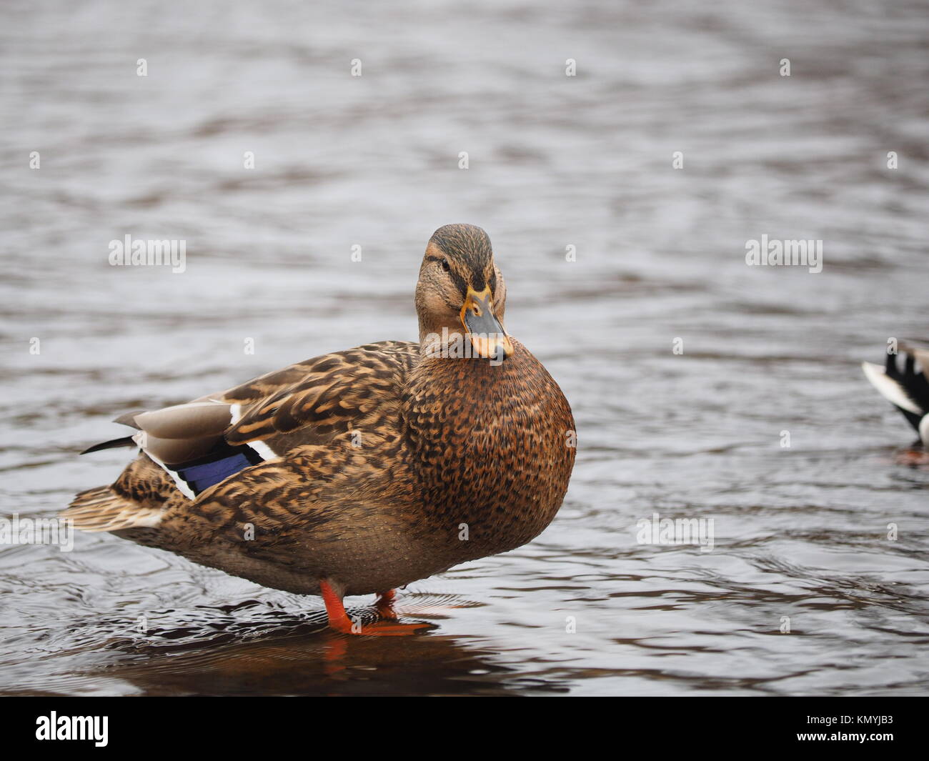 ducks on the lake Stock Photo - Alamy