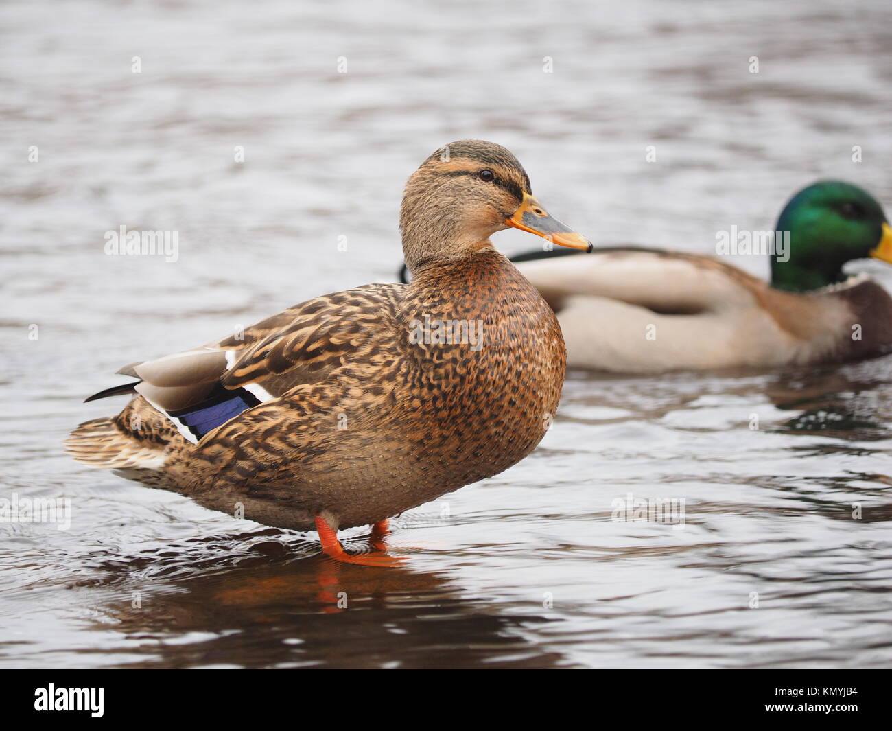 ducks on the lake Stock Photo - Alamy