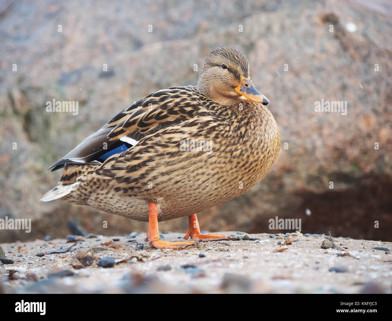 ducks on the lake Stock Photo - Alamy