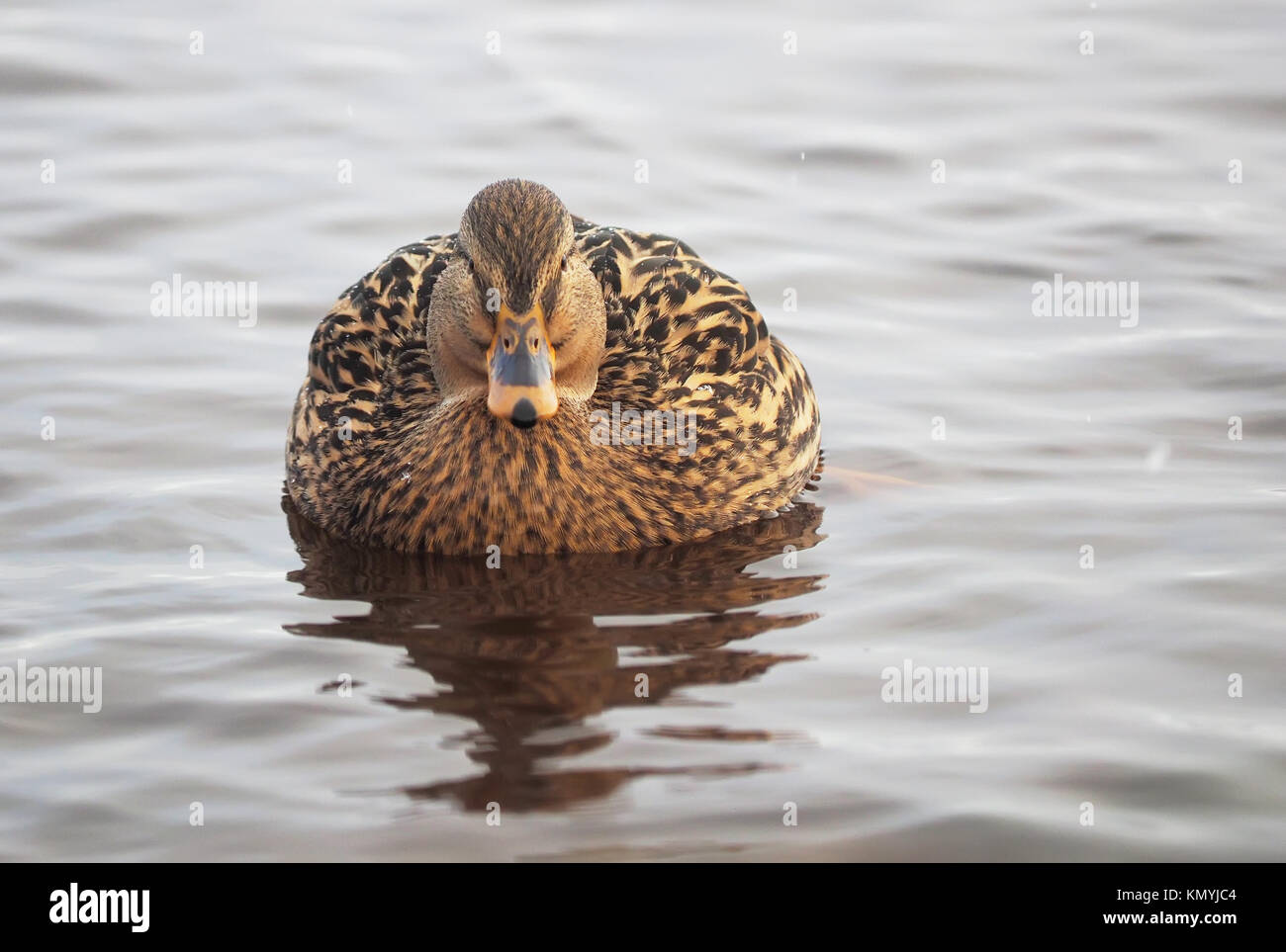 ducks on the lake Stock Photo - Alamy