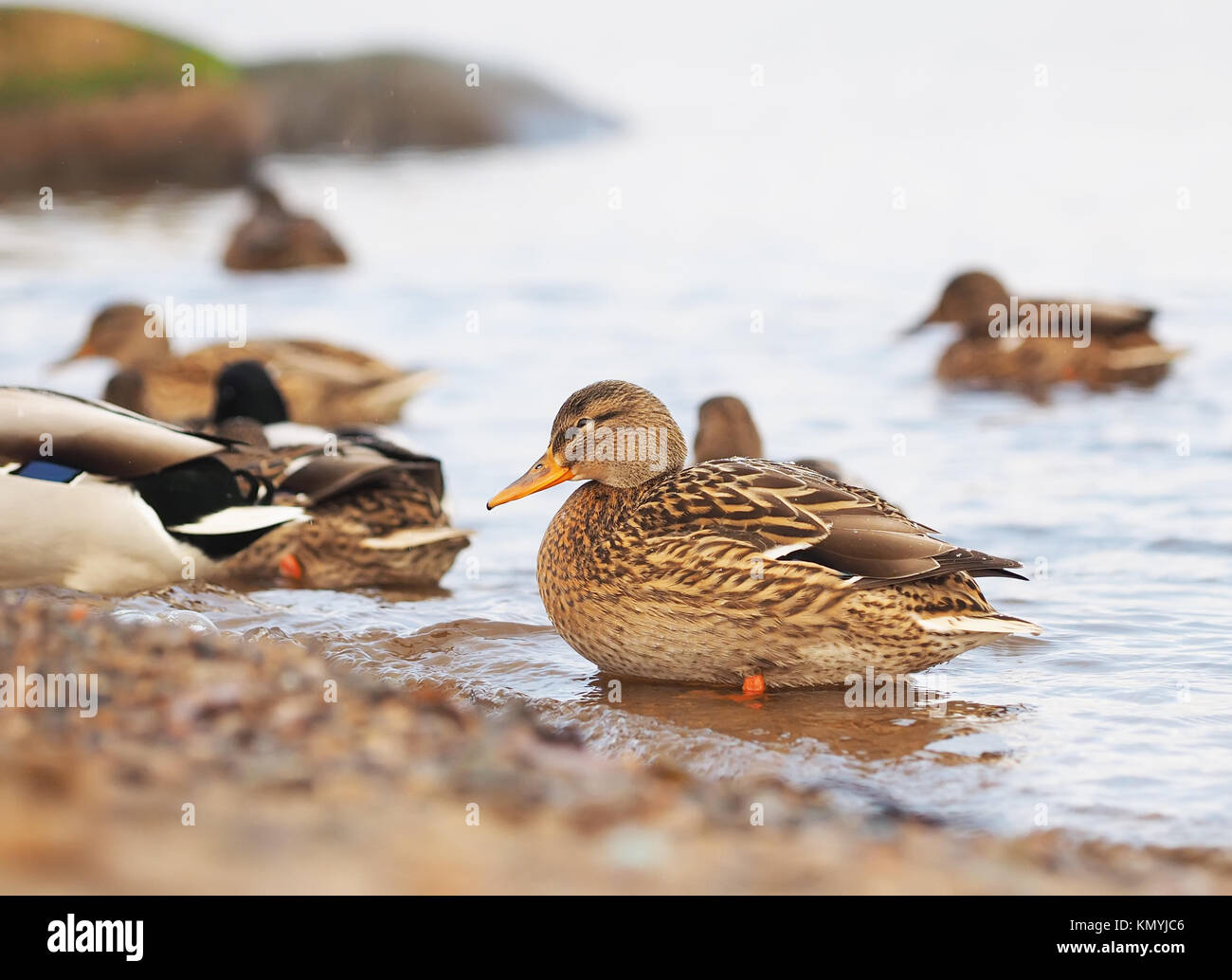 ducks on the lake Stock Photo - Alamy
