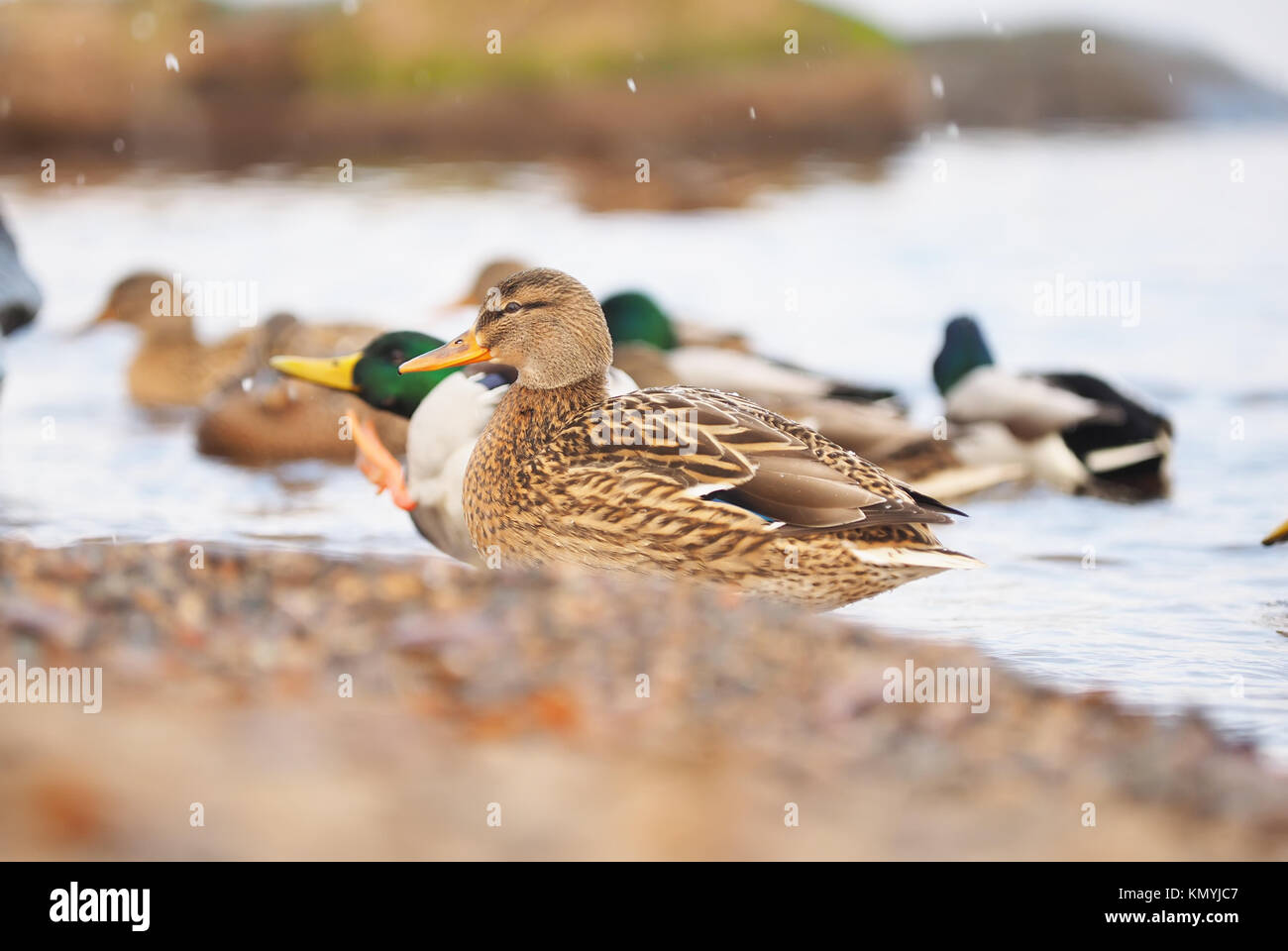 ducks on the lake Stock Photo - Alamy