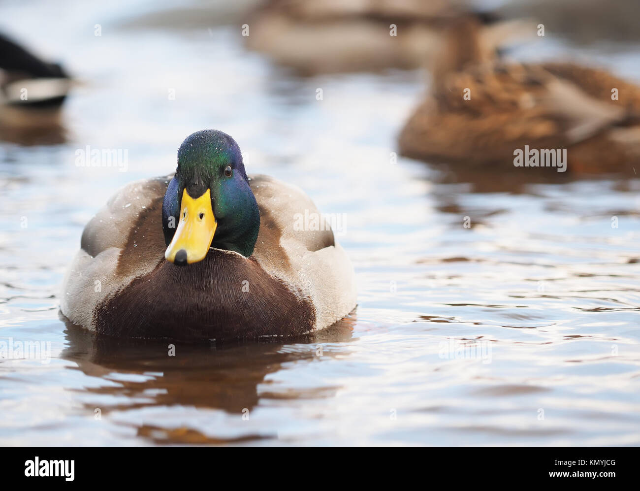 ducks on the lake Stock Photo - Alamy