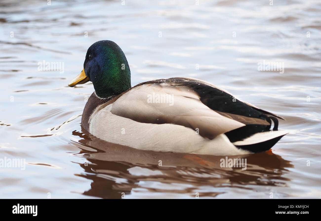 ducks on the lake Stock Photo - Alamy