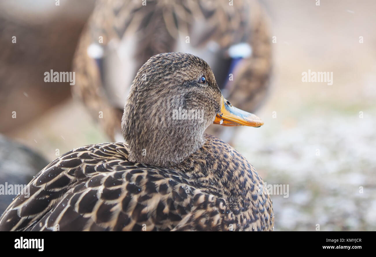 ducks on the lake Stock Photo - Alamy