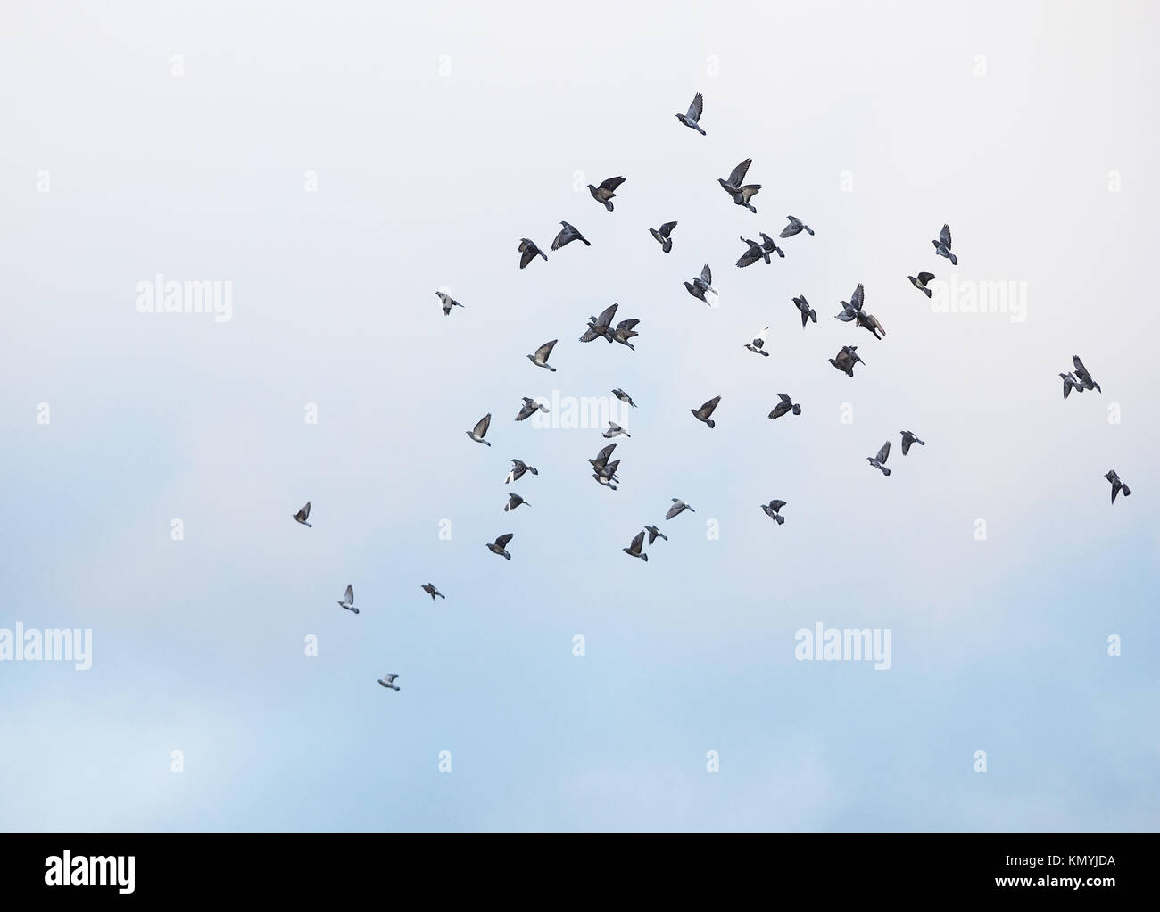 flock of pigeons in flight Stock Photo - Alamy