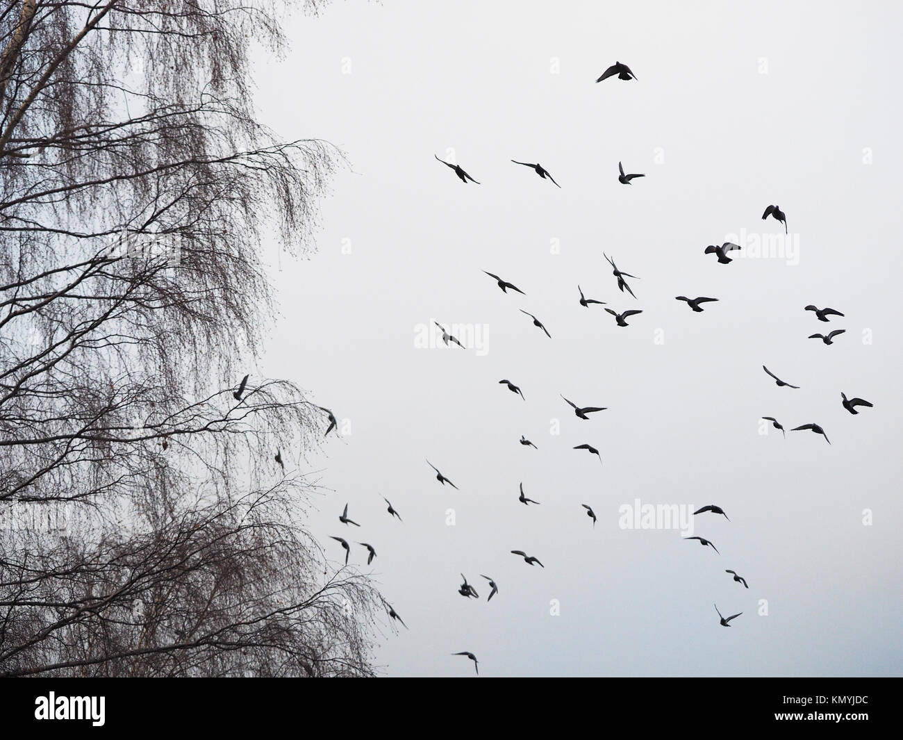 flock of pigeons in flight Stock Photo - Alamy