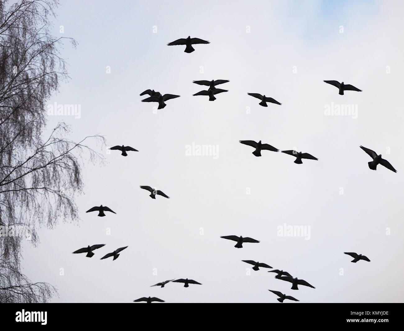 flock of pigeons in flight Stock Photo - Alamy