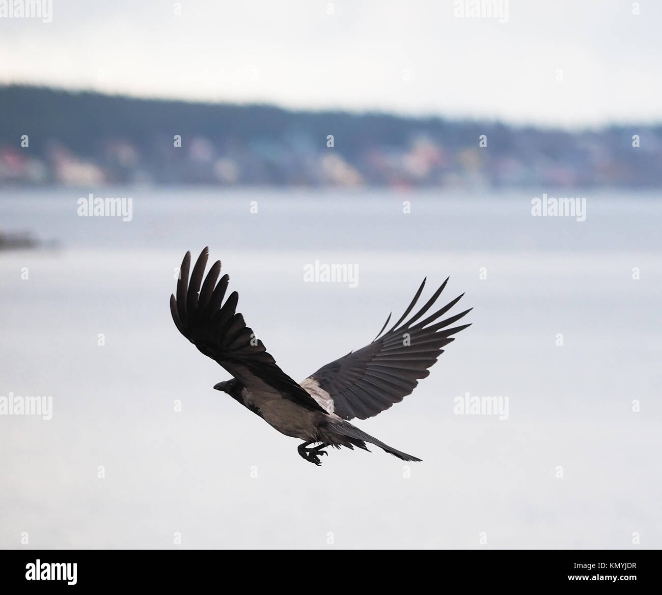 raven in flight Stock Photo - Alamy