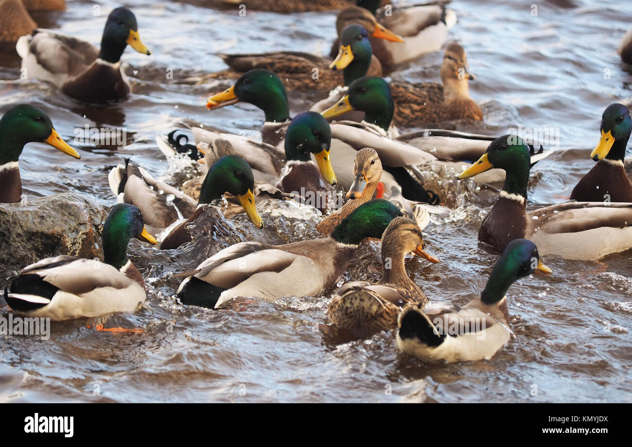 ducks on the lake Stock Photo - Alamy