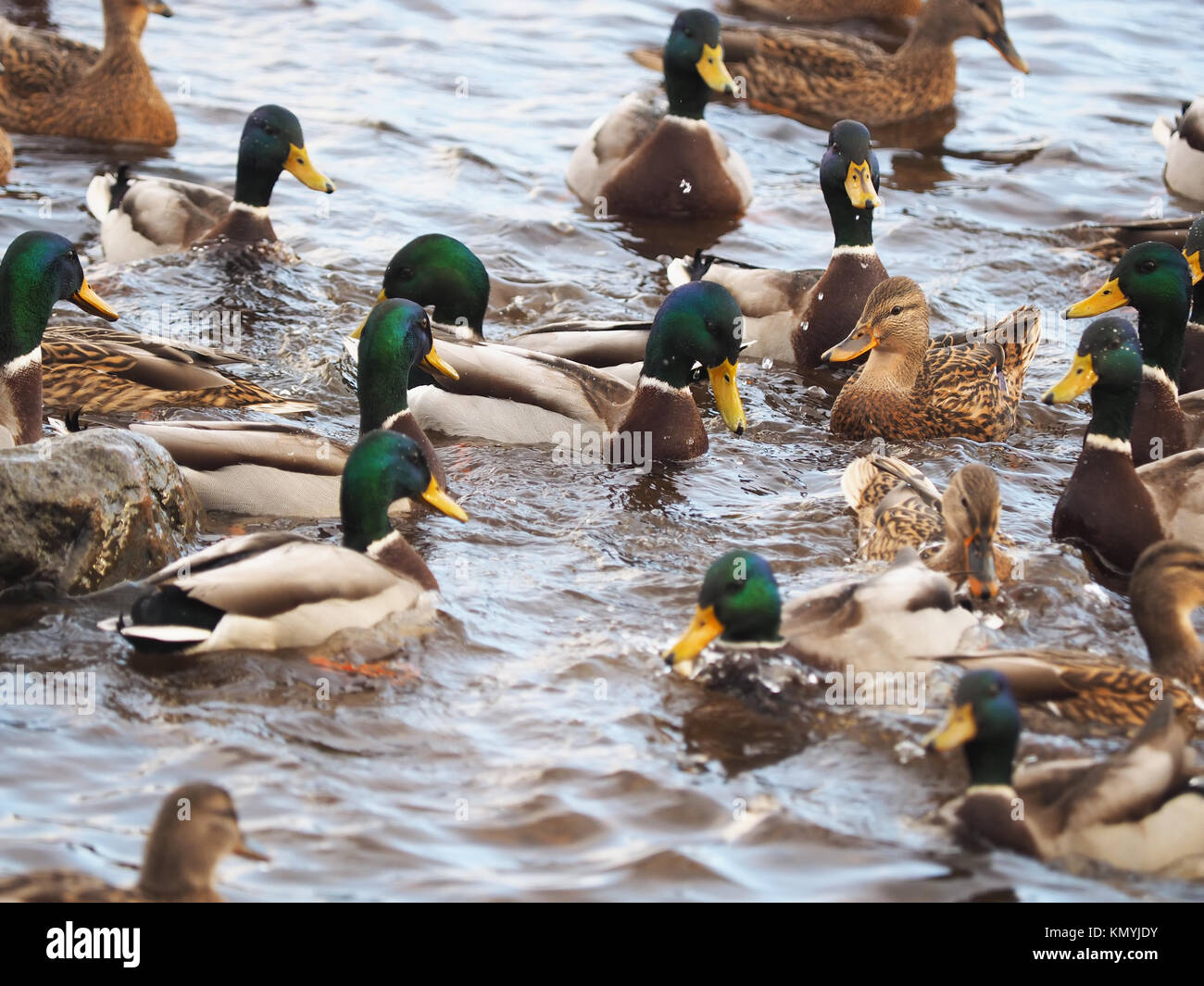 ducks on the lake Stock Photo - Alamy