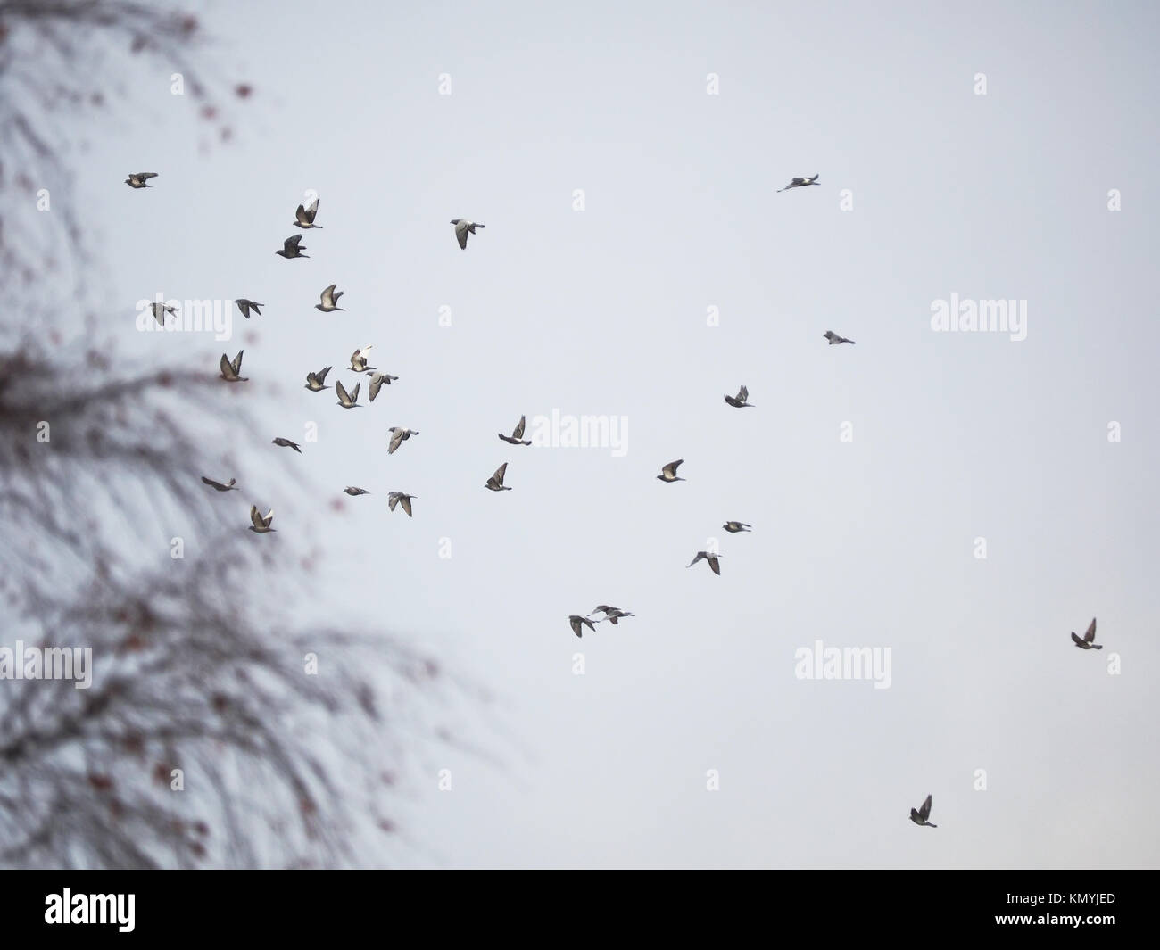 flock of pigeons in flight Stock Photo - Alamy