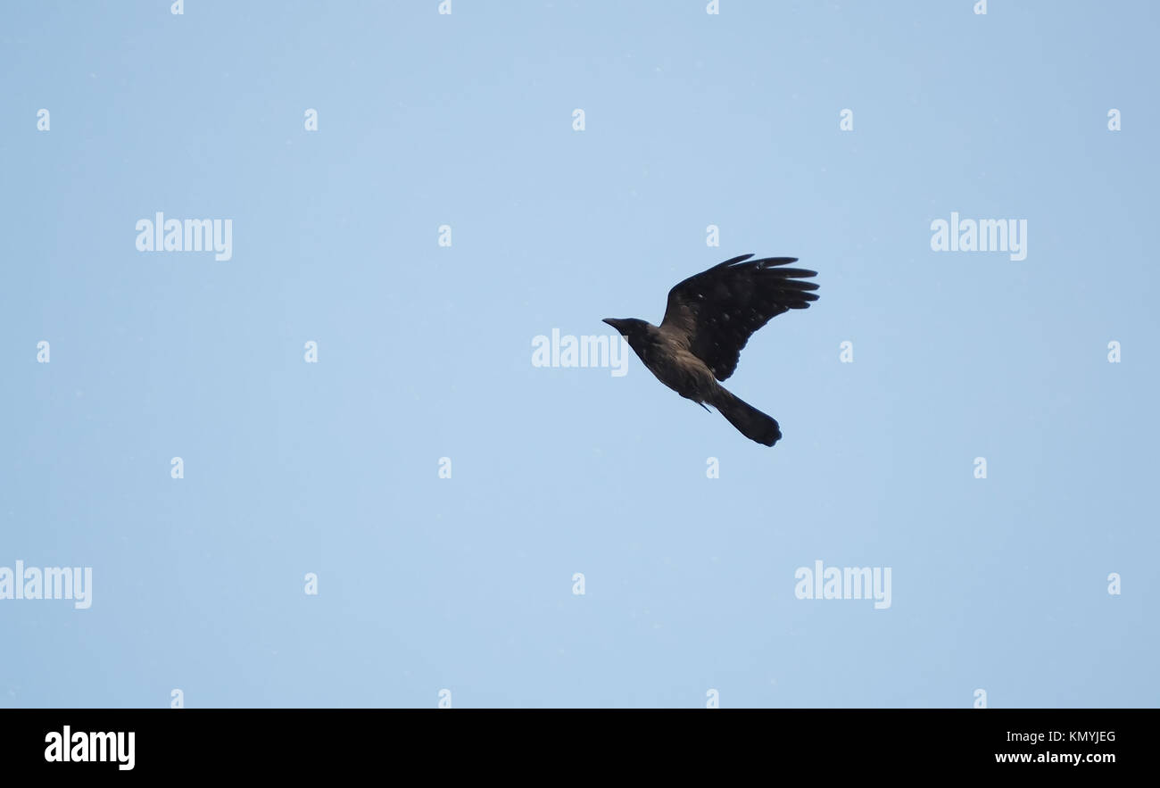 raven in flight Stock Photo - Alamy