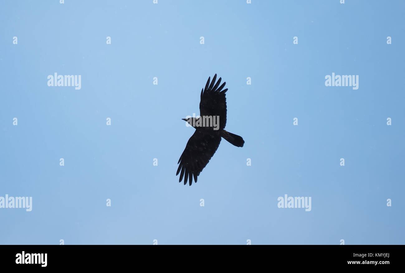 raven in flight Stock Photo - Alamy