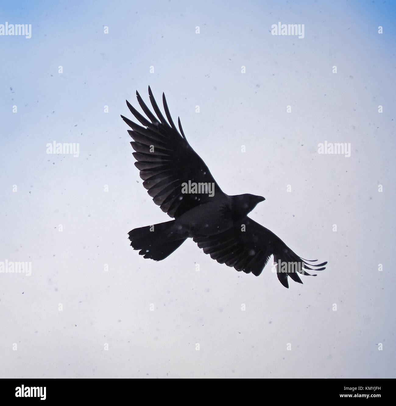 raven in flight Stock Photo - Alamy
