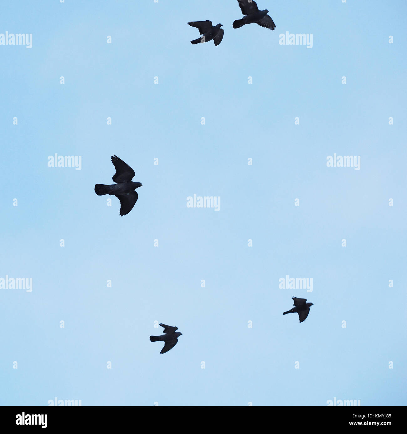 flock of pigeons in flight Stock Photo - Alamy