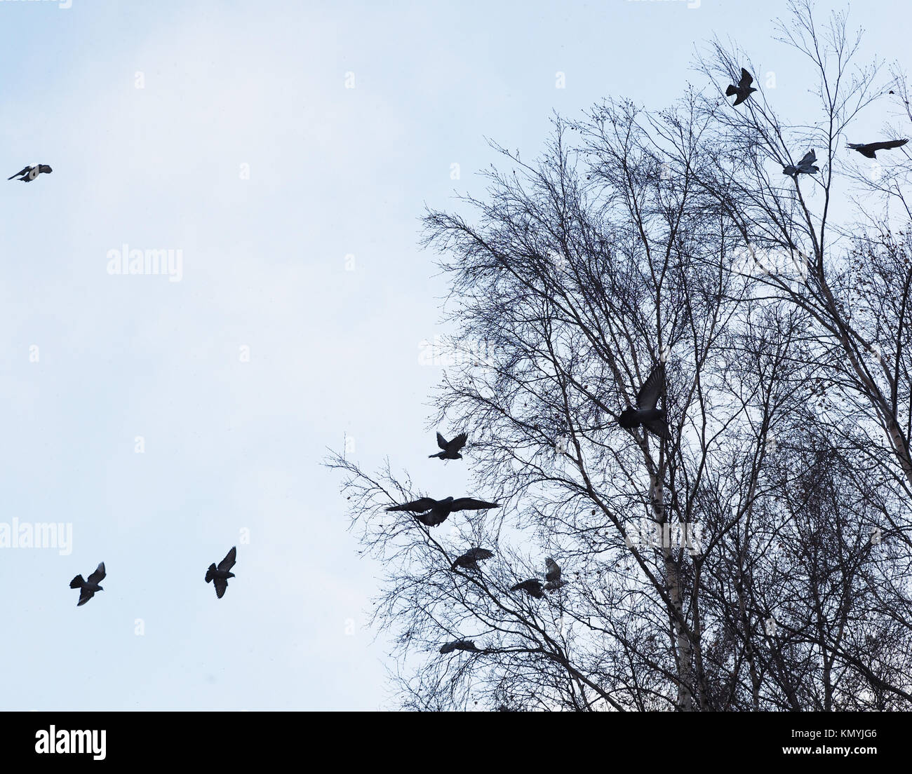 flock of pigeons in flight Stock Photo - Alamy