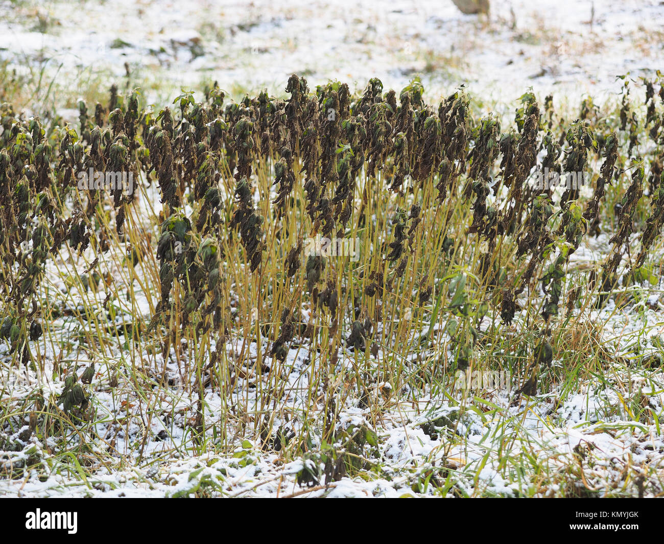 dry nettle in the snow Stock Photo - Alamy