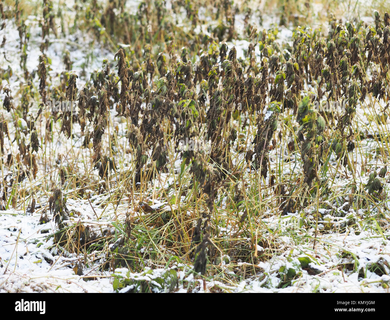 Big stinging nettle hi-res stock photography and images - Alamy