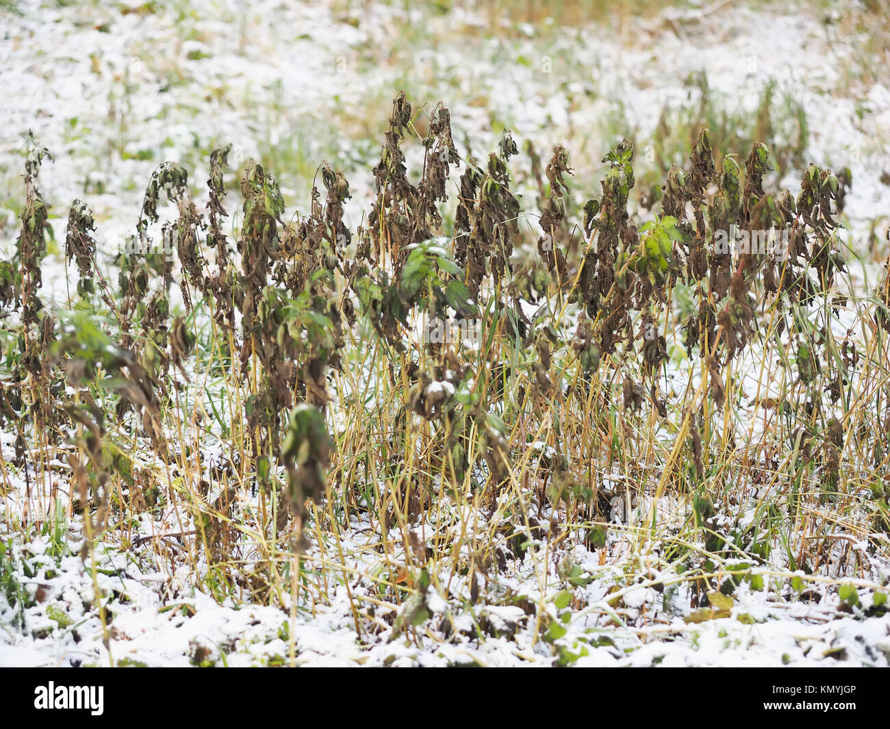 dry nettle in the snow Stock Photo - Alamy