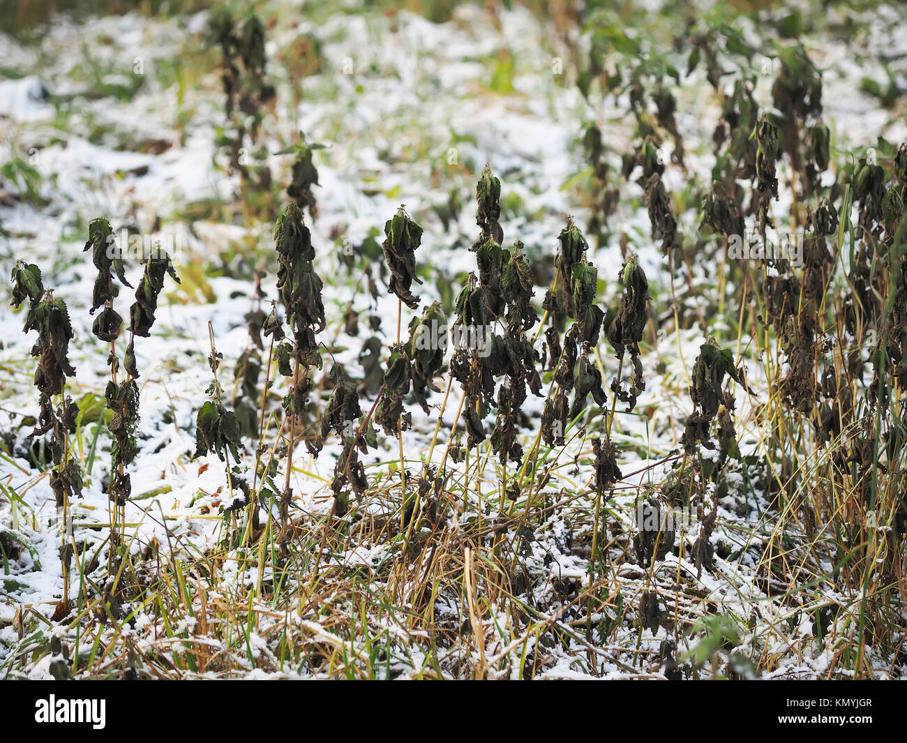 dry nettle in the snow Stock Photo - Alamy