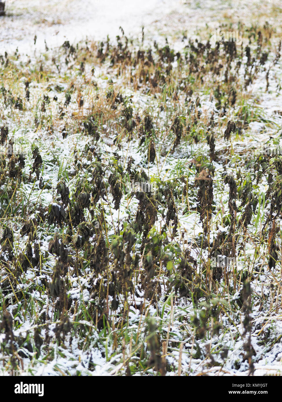 dry nettle in the snow Stock Photo - Alamy