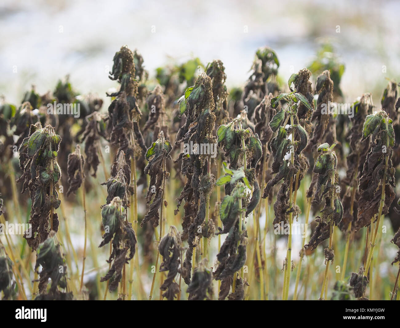 dry nettle in the snow Stock Photo - Alamy