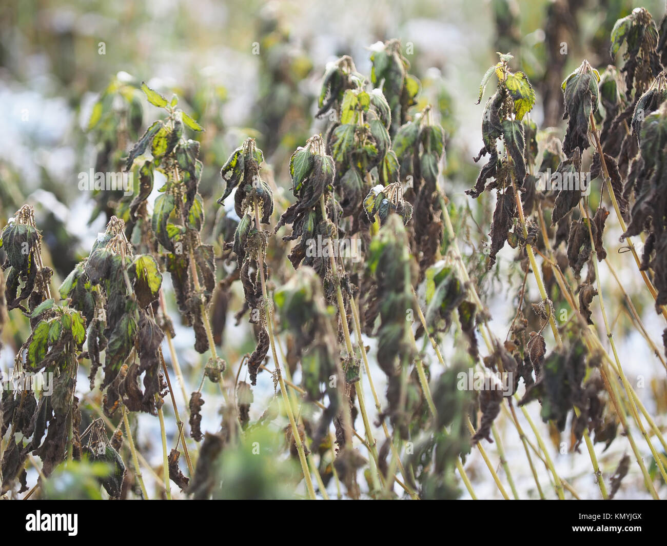 dry nettle in the snow Stock Photo - Alamy