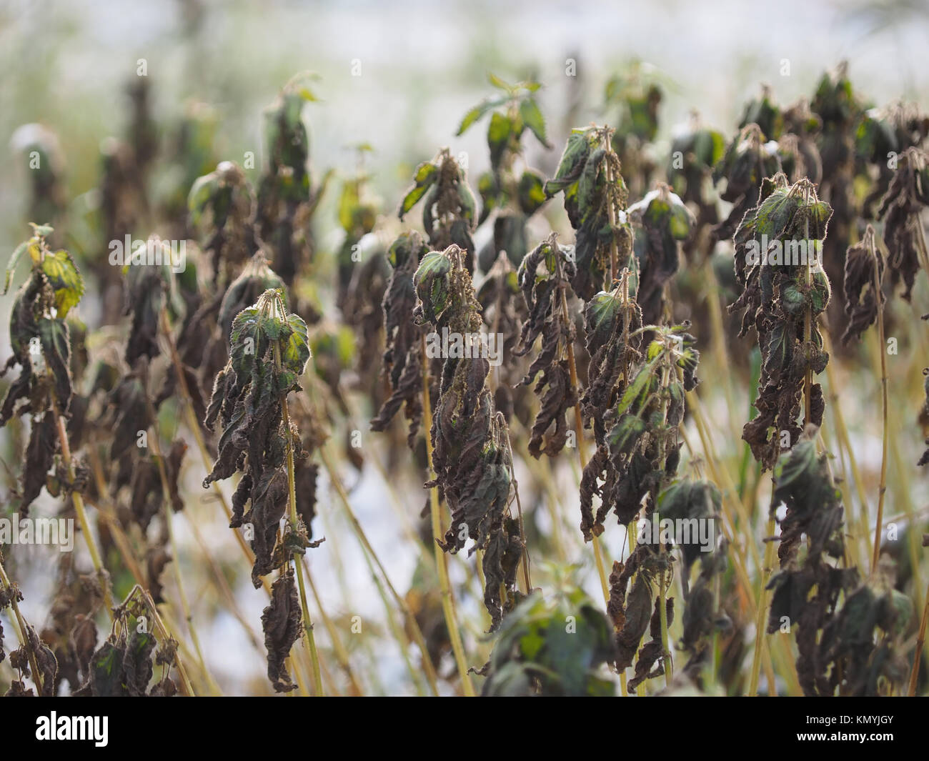 dry nettle in the snow Stock Photo - Alamy