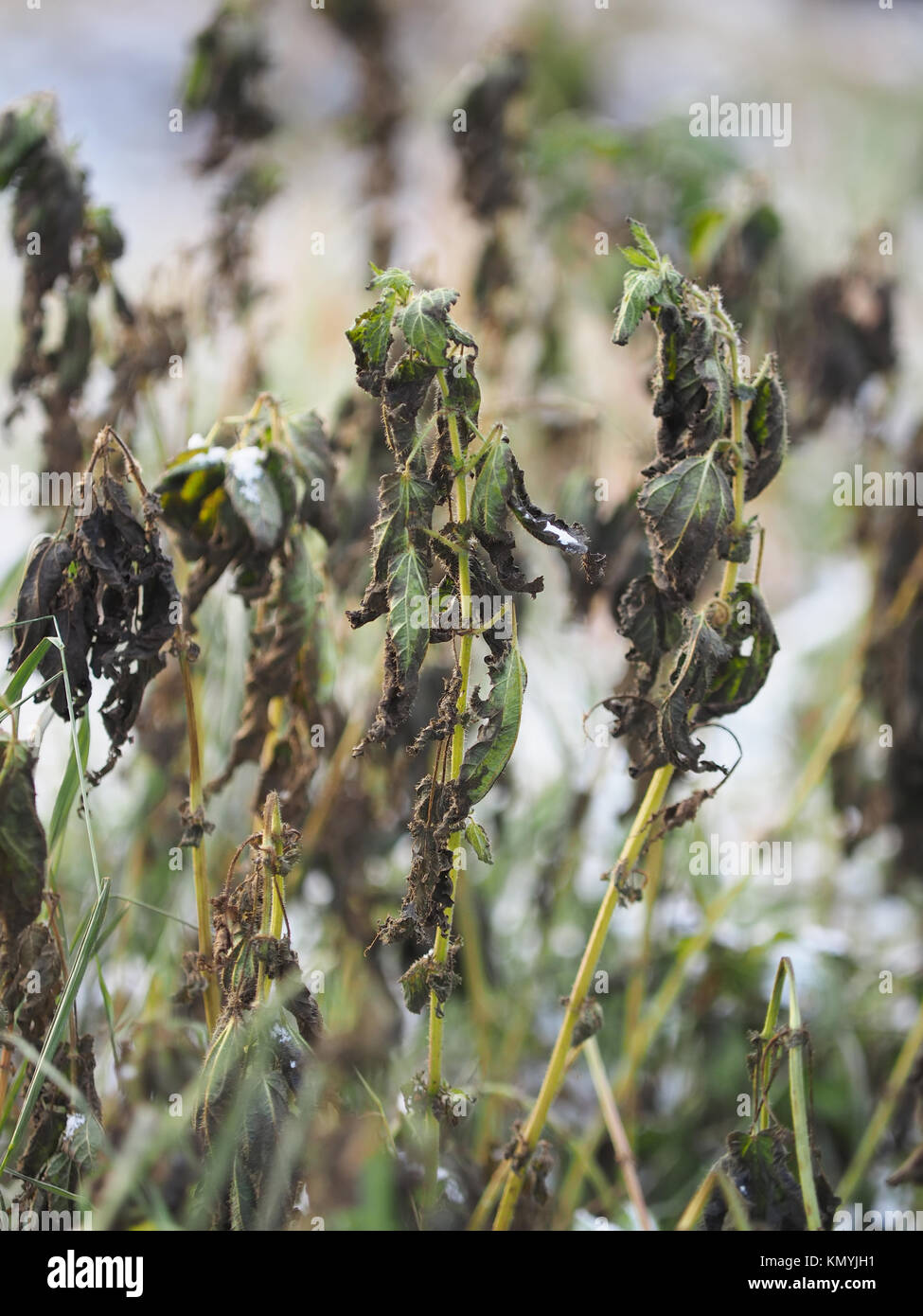 dry nettle in the snow Stock Photo - Alamy